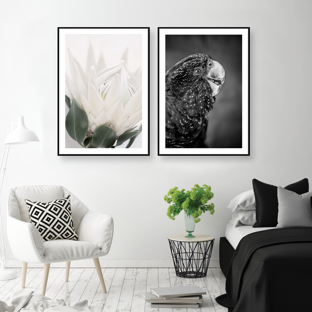 WHITE KING II - Wild-Haus